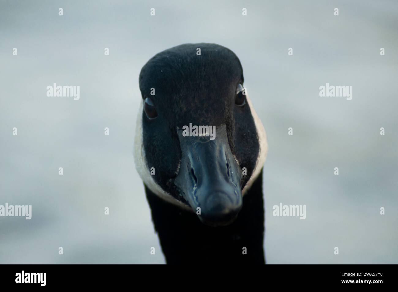 Goose looking at camera hi-res stock photography and images - Alamy