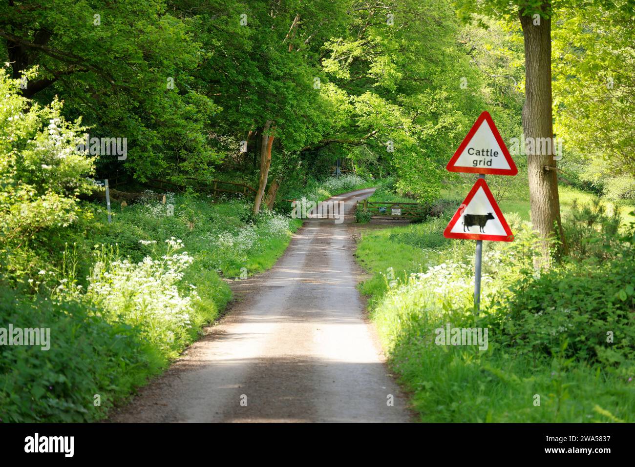 A narrow English countryside lane, near Chase End Hill, Herefordshire ...