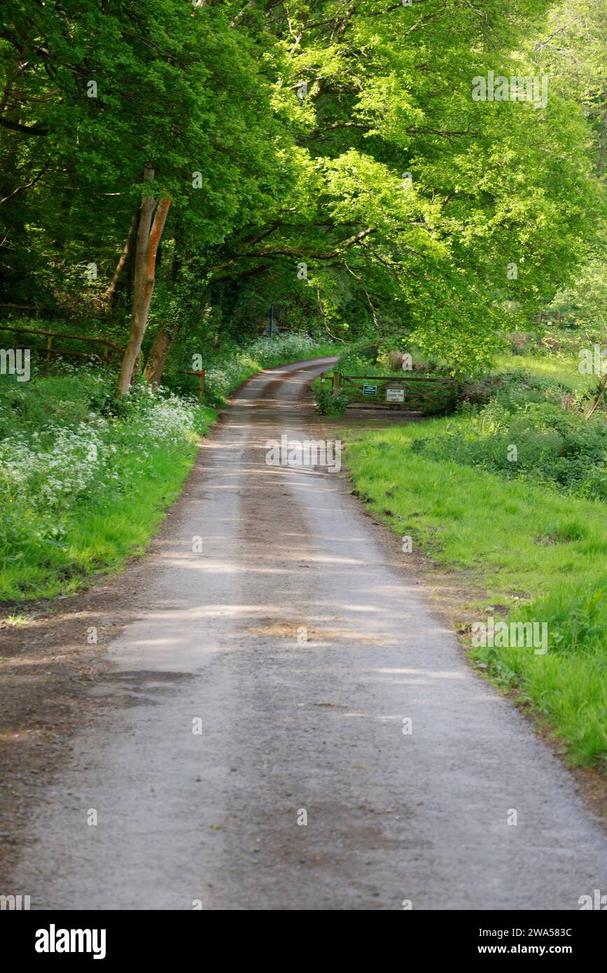 A narrow English countryside lane, near Chase End Hill, Herefordshire ...