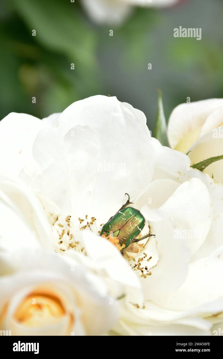 Bug aesthetics hi-res stock photography and images - Alamy