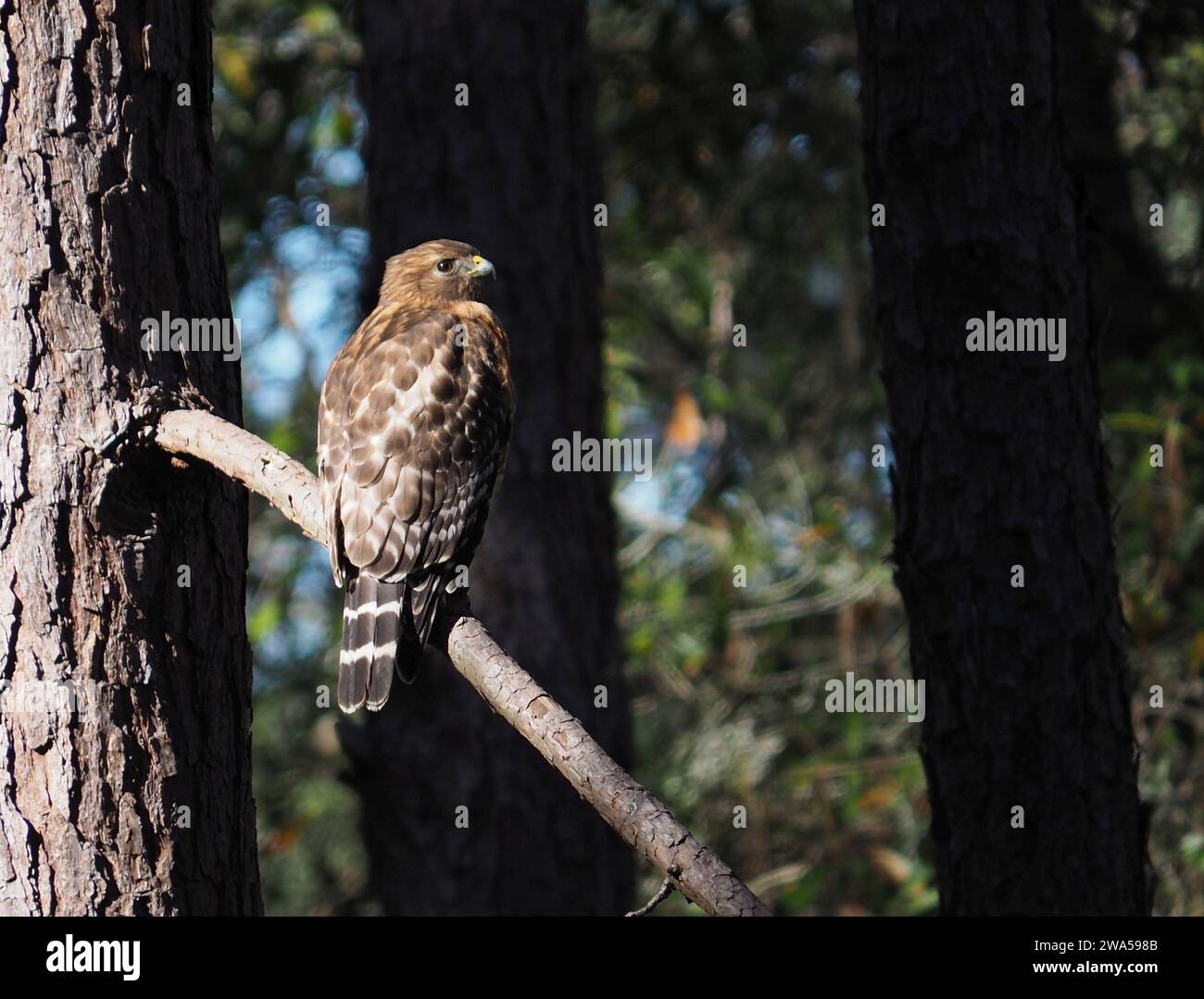 Red-shouldered Hawk on a tree branch Stock Photo - Alamy
