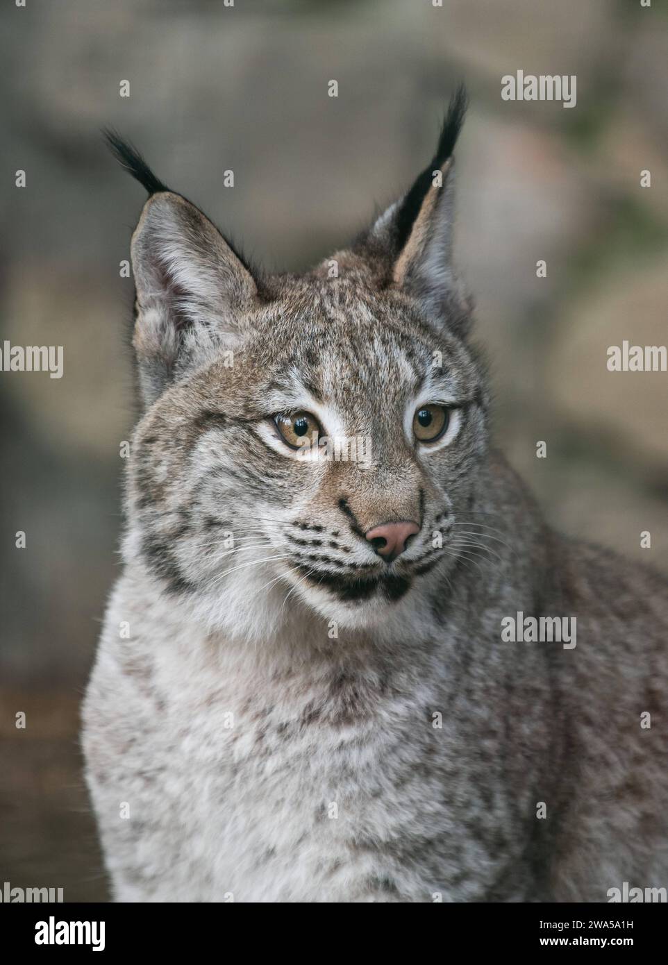 Can of lynx hi-res stock photography and images - Alamy