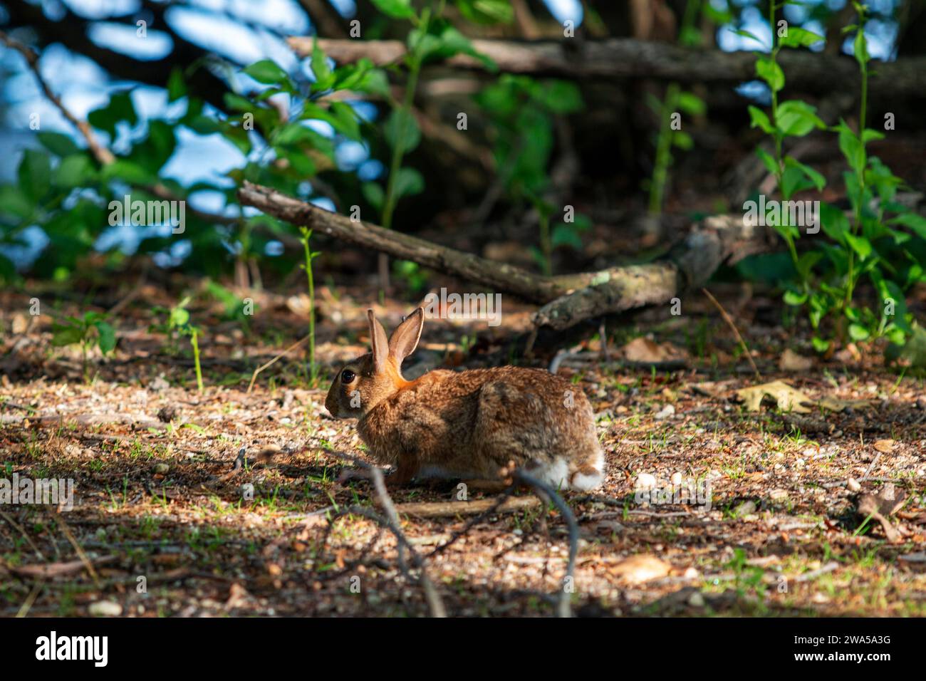 A small rabbit sitting on the ground under the brush trying to hide in ...