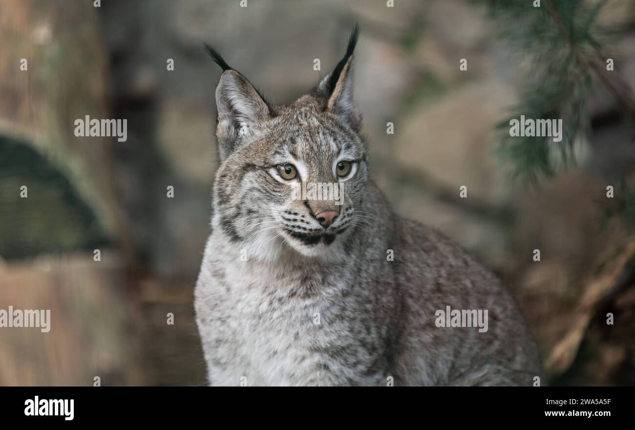 Ein Luchs ist im Zoo von Riga in einem Gehege zu sehen. Riga Lettland ...