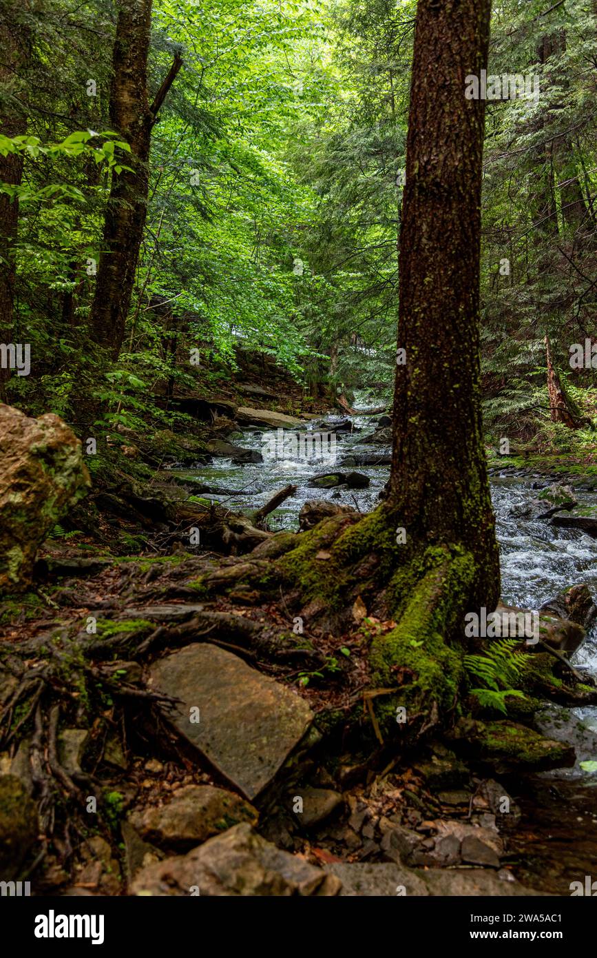 Rocks and Roots of a Mountain Stream Stock Photo - Alamy