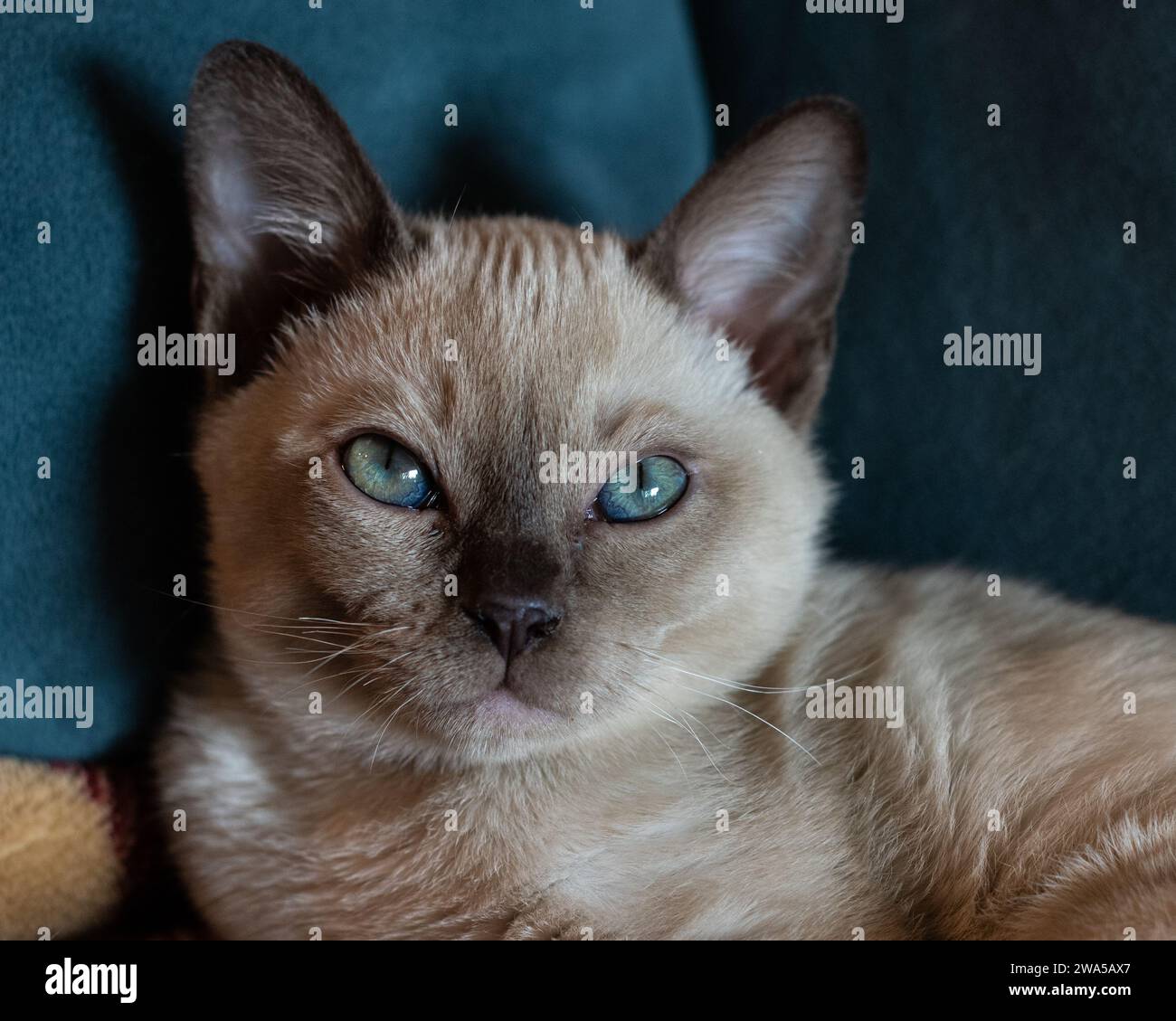 Burmese cat not cut out hi-res stock photography and images - Alamy