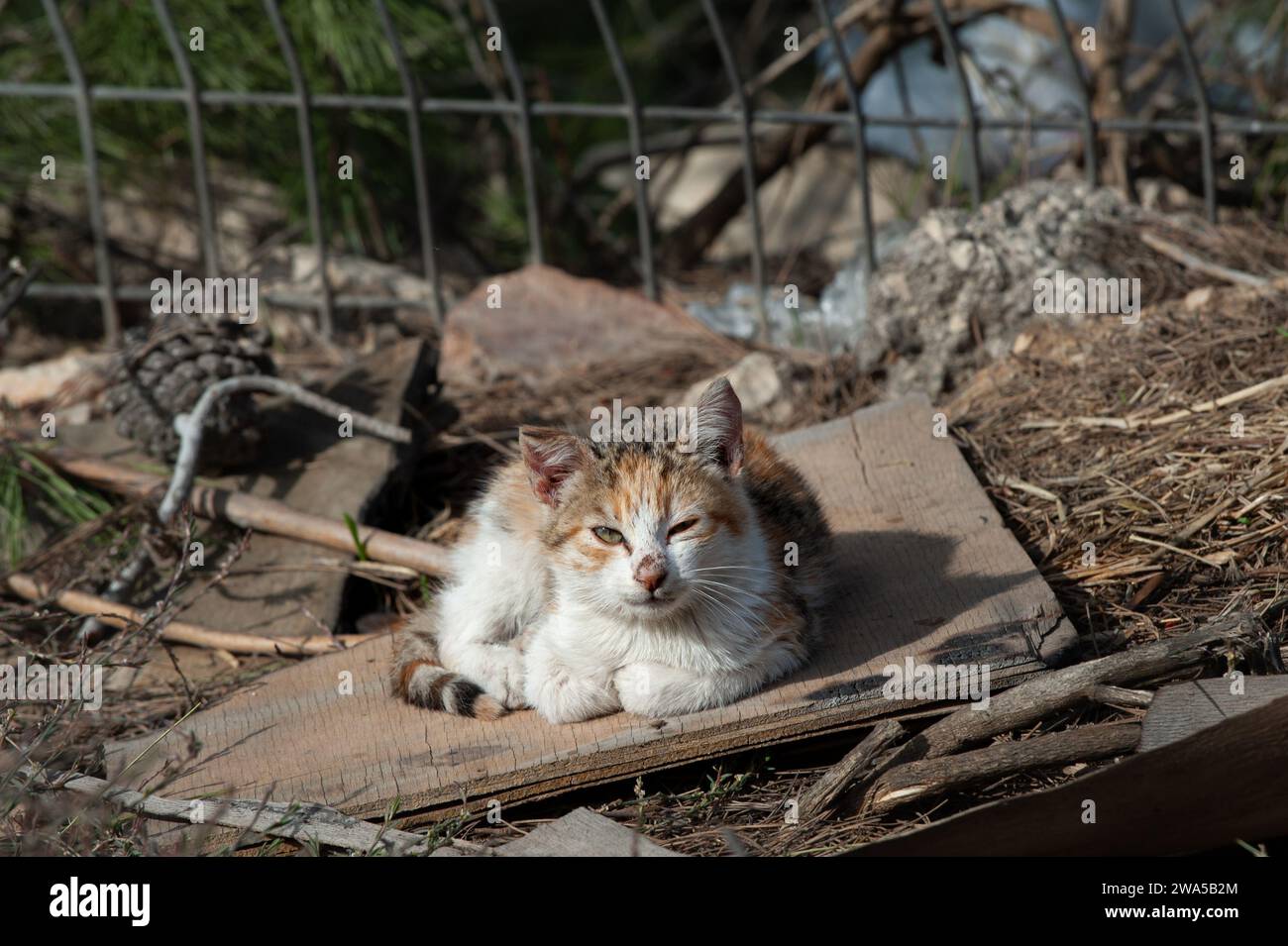 Mangy cat mangy kitten hi-res stock photography and images - Alamy