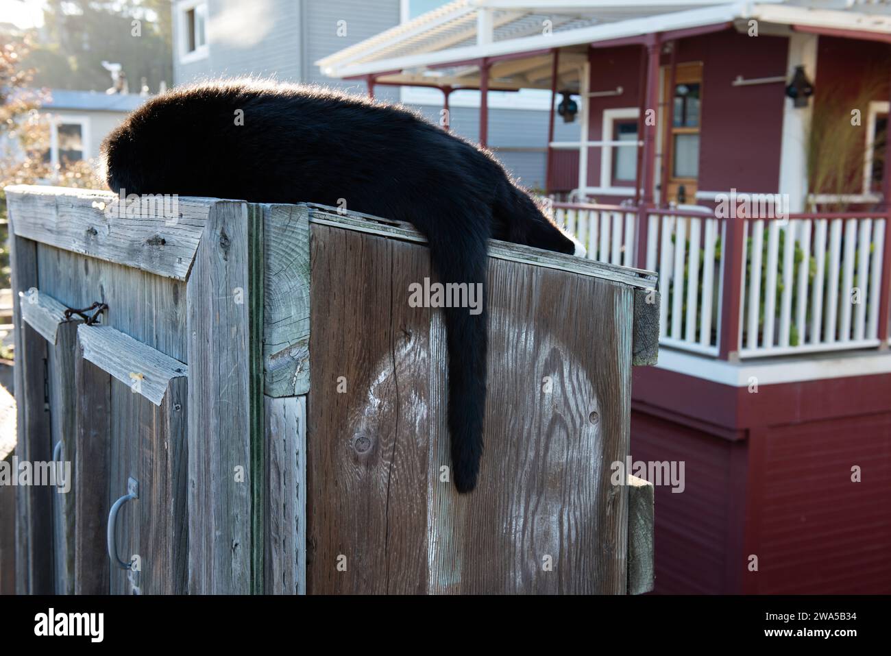 A black cat becomes a lump of fur as he takes an afternoon nap in a ...