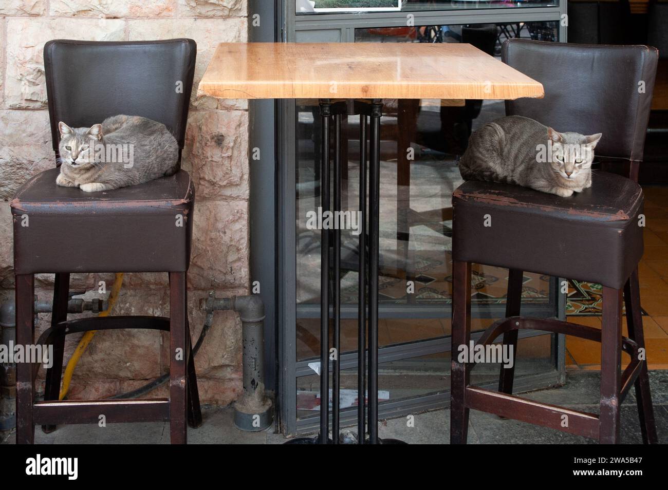 A pair of twin, grey, feral, Jerusalem street cats strike a symmetrical ...