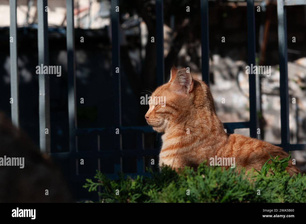 Profile of a ginger, adult feral cat standing upright in a bolt of ...