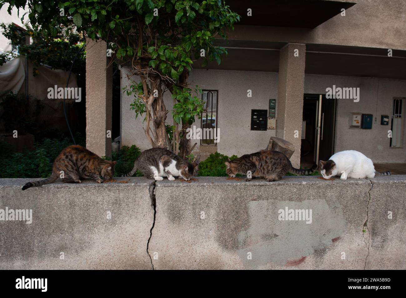 Feral cats tel aviv hi-res stock photography and images - Alamy