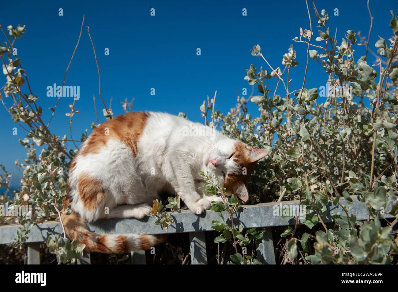 Orange and white tabby cat rubbing its head contentedly on a metal ...