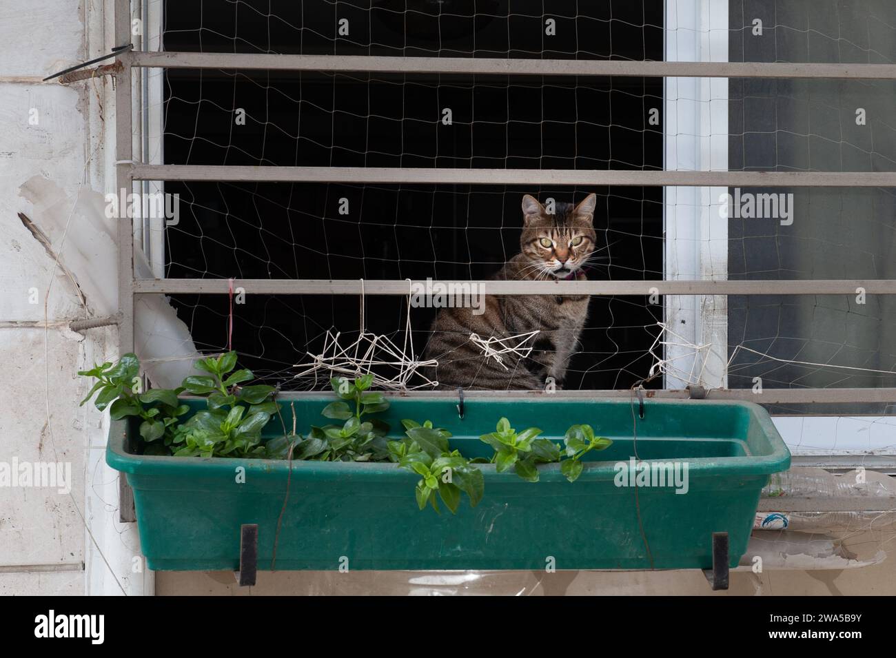 Brown and white tiger stripe tabby framed by steel rods sits in a ...