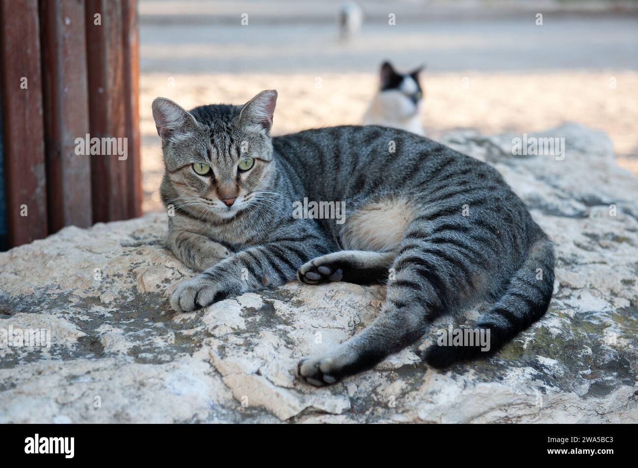 Grey tiger stripe adult cat lying on a rock, looking warm and content ...