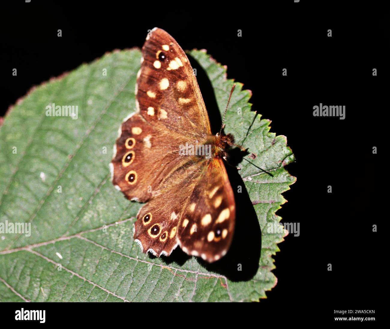 This delightful butterfly, a Speckled Wood, often seen in the air ...
