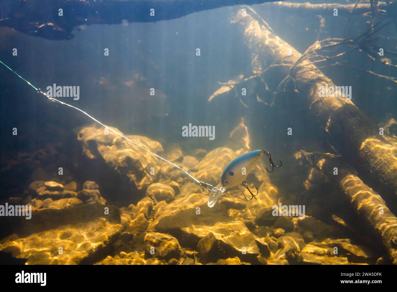 Shad fish underwater hi-res stock photography and images - Alamy
