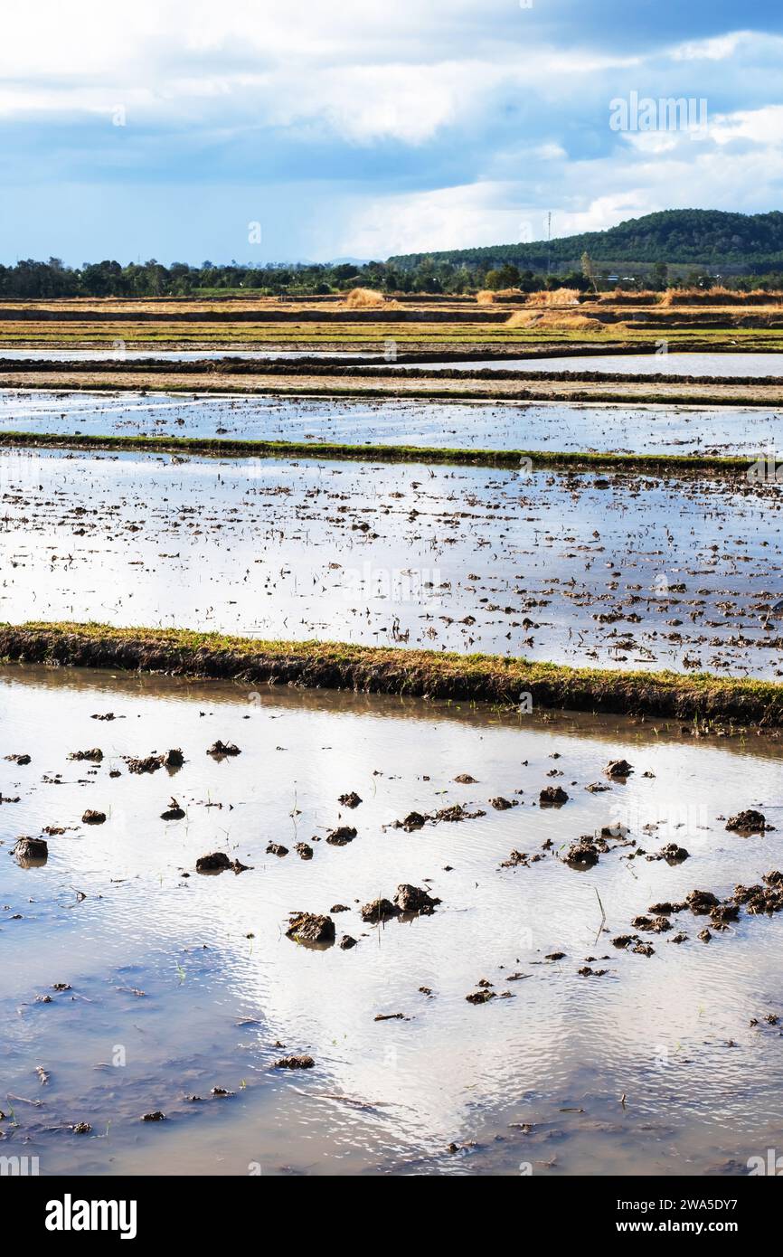 Landscape of planted rice field. Traditional country agricultural filed ...