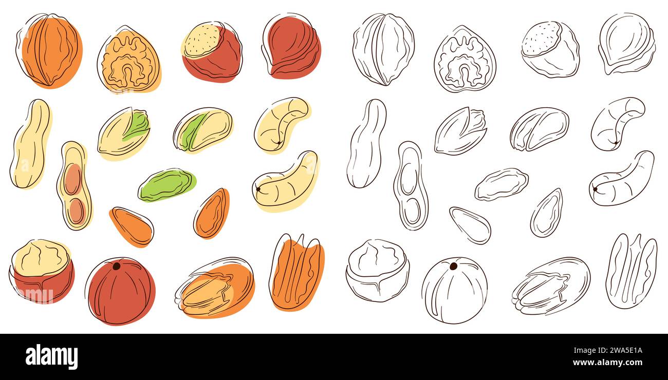 Nuts set in line art style with color. Flat collection of hazelnut ...