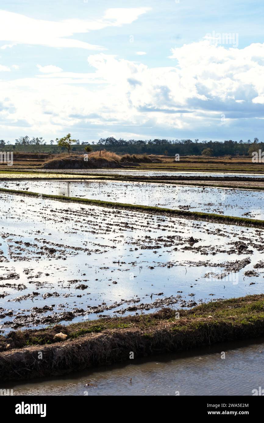 Landscape of planted rice field. Traditional country agricultural filed ...