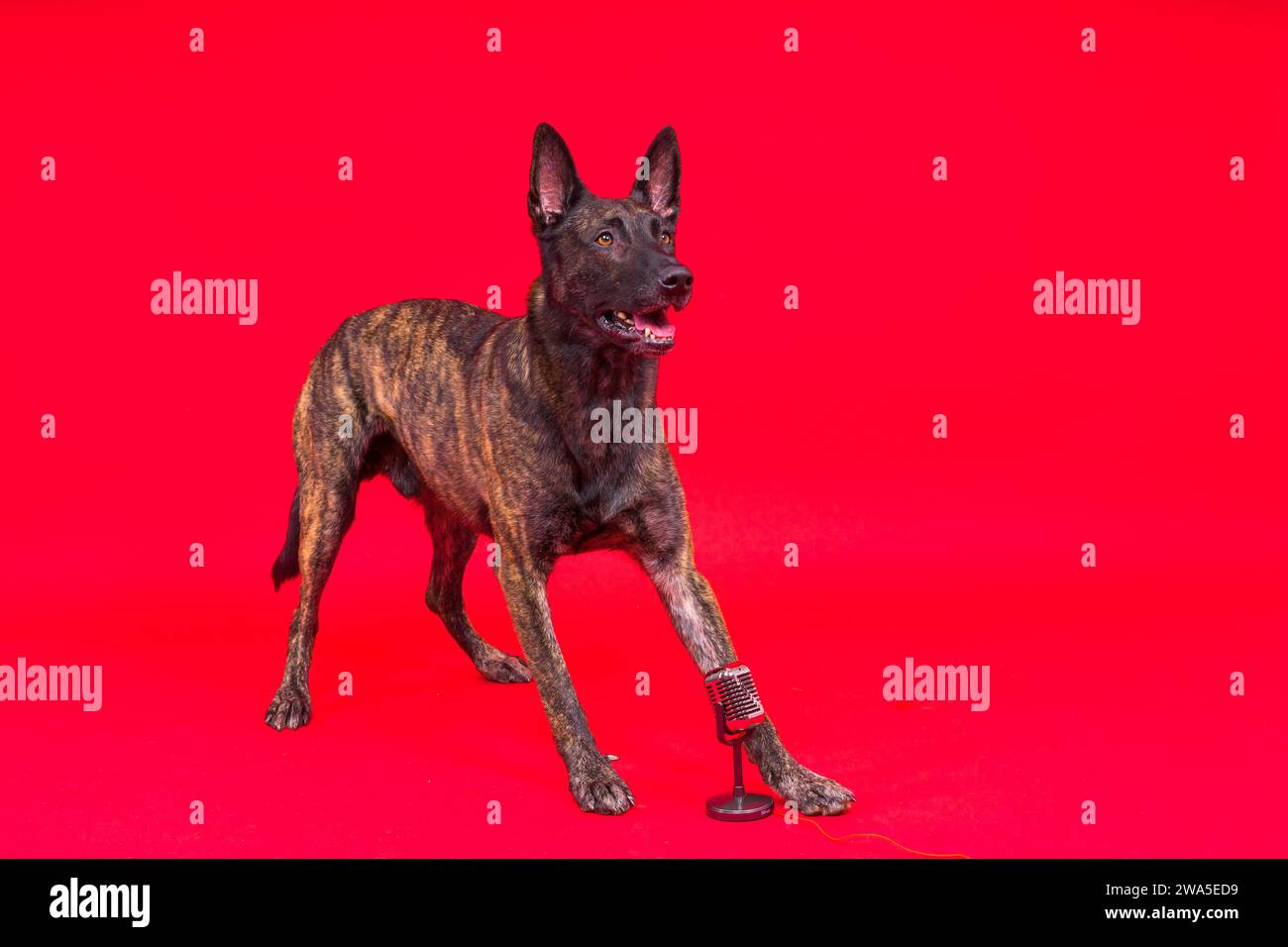 Dutch shepherd dog with microphone on red and yellow background Stock ...