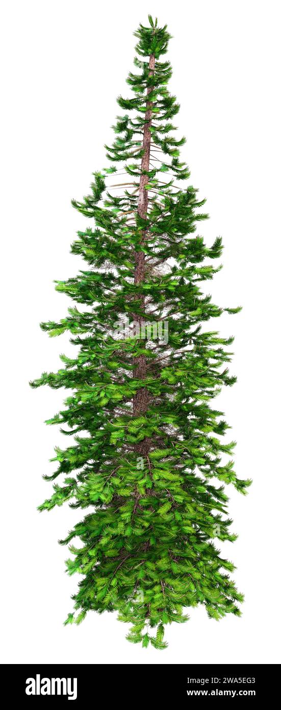 3D rendering of a single wollemi pine tree or Wollemia nobilis isolated on white background ...