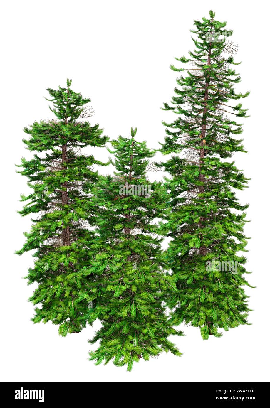 3D rendering of wollemi pine trees or Wollemia nobilis isolated on white background Stock Photo ...