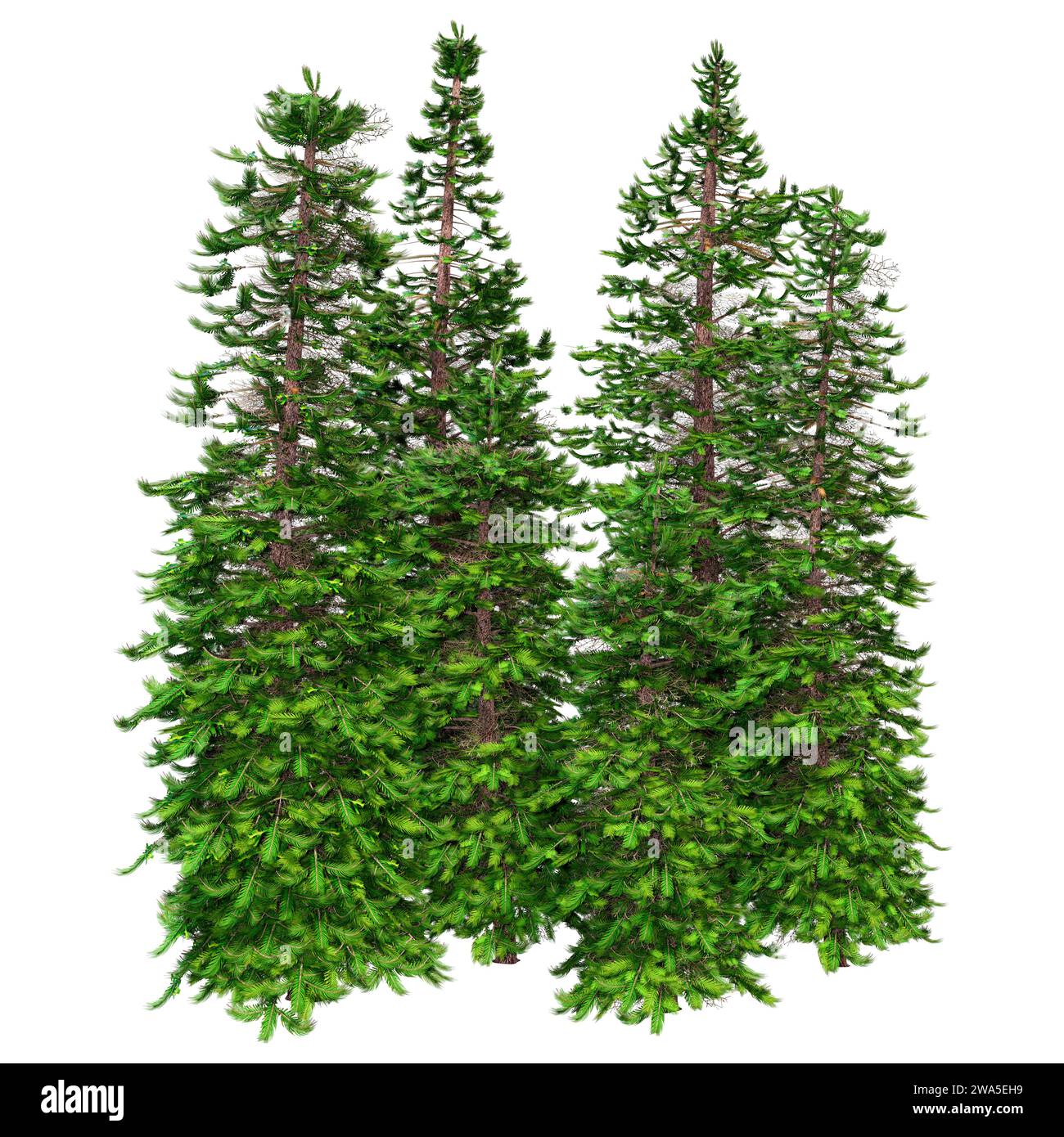 3D rendering of wollemi pine trees or Wollemia nobilis isolated on white background Stock Photo ...