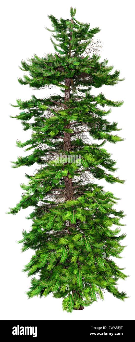 3D rendering of a single wollemi pine tree or Wollemia nobilis isolated on white background ...