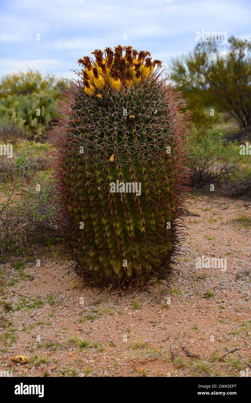 Arizona Barrel Cactus Ferocactus wislizenii in early spring Stock Photo ...