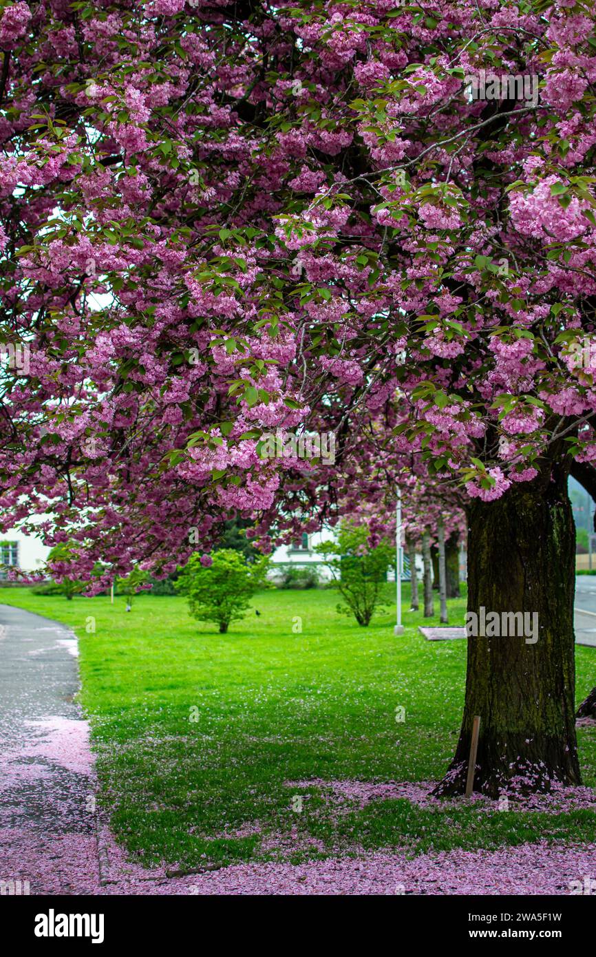 Beautiful group sakura flowers hi-res stock photography and images - Alamy