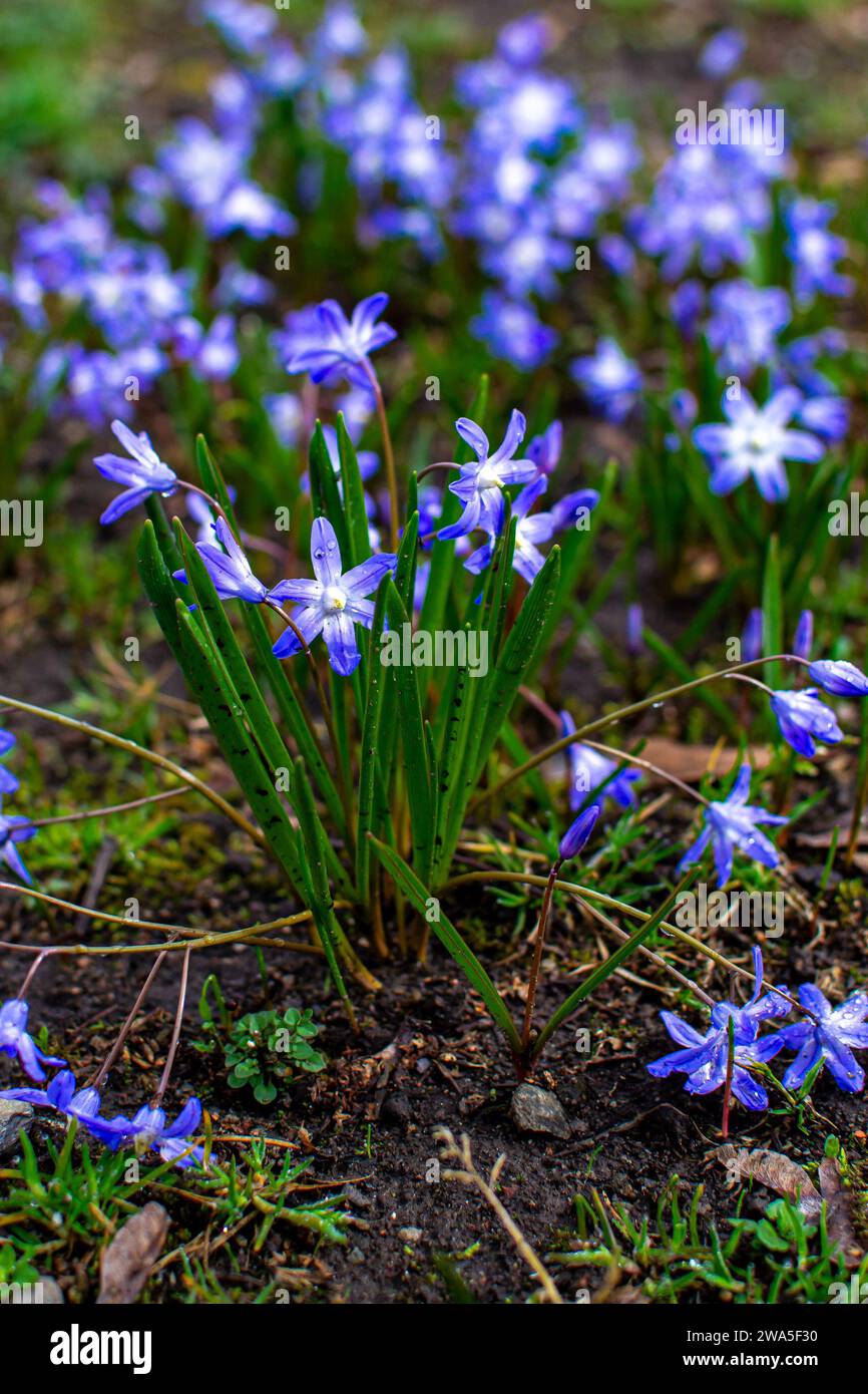 Bushes of blue weeds in a flowerbed in early spring Stock Photo - Alamy