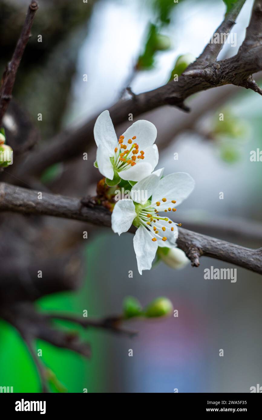 Two flowers bud tree hi-res stock photography and images - Alamy