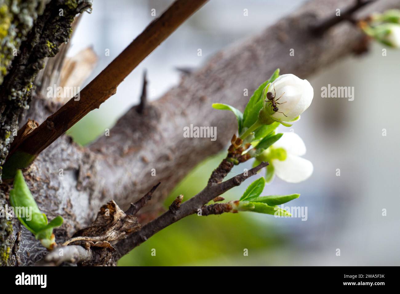 Very small ant hi-res stock photography and images - Alamy