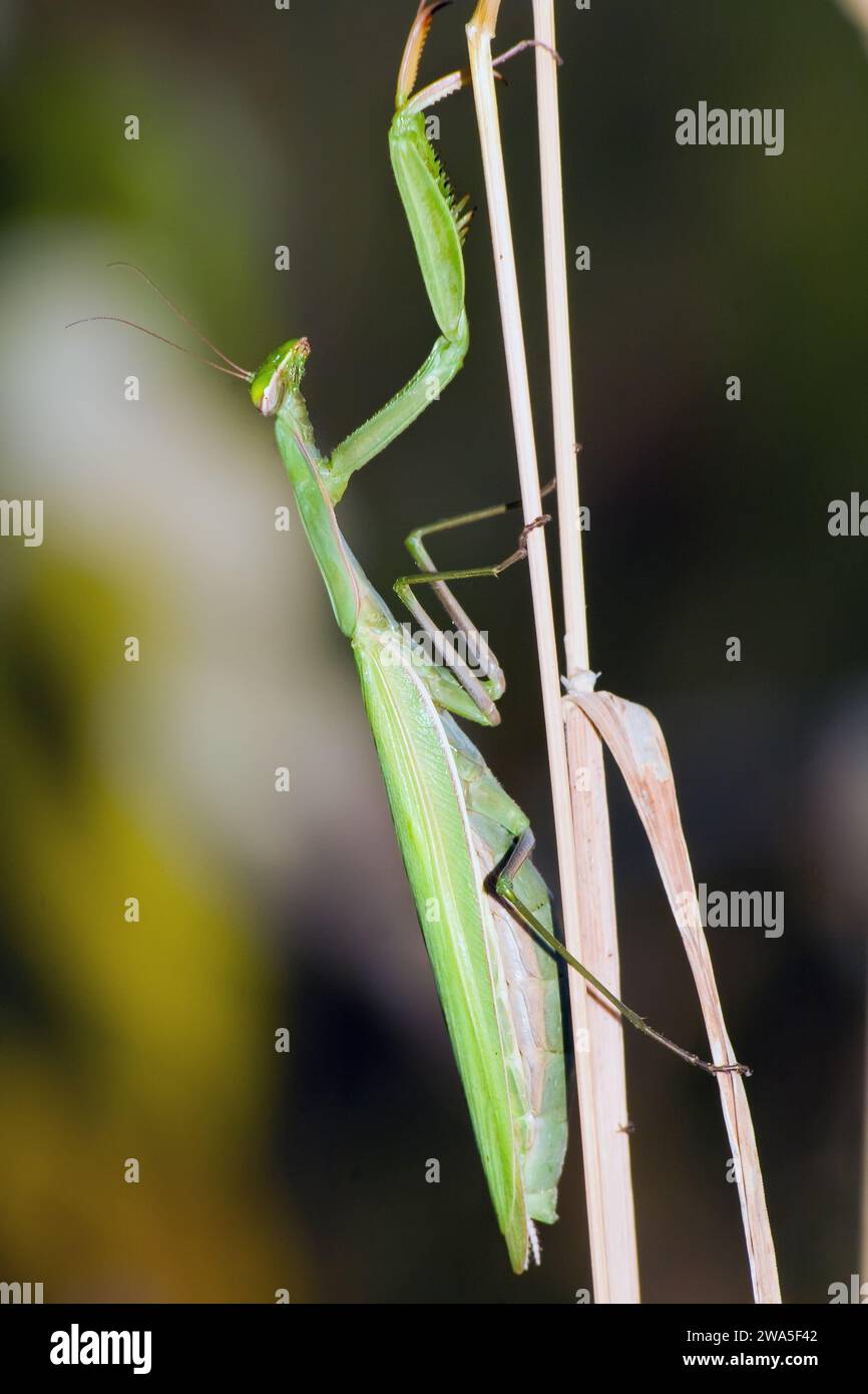 A green praying mantis poses on a dry blade of grass Stock Photo - Alamy