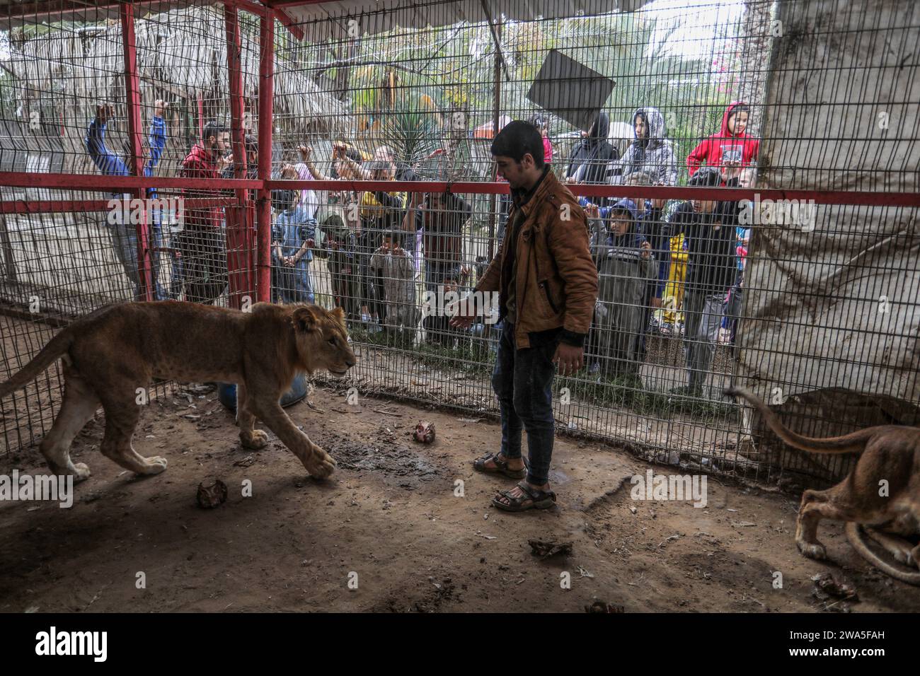 Rafah, Palestinian Territories. 02nd Jan, 2024. A zoo keeper pictured ...