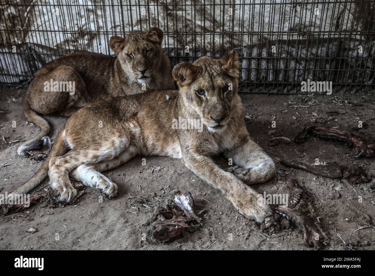 Rafah, Palestinian Territories. 02nd Jan, 2024. Malnourished lions ...