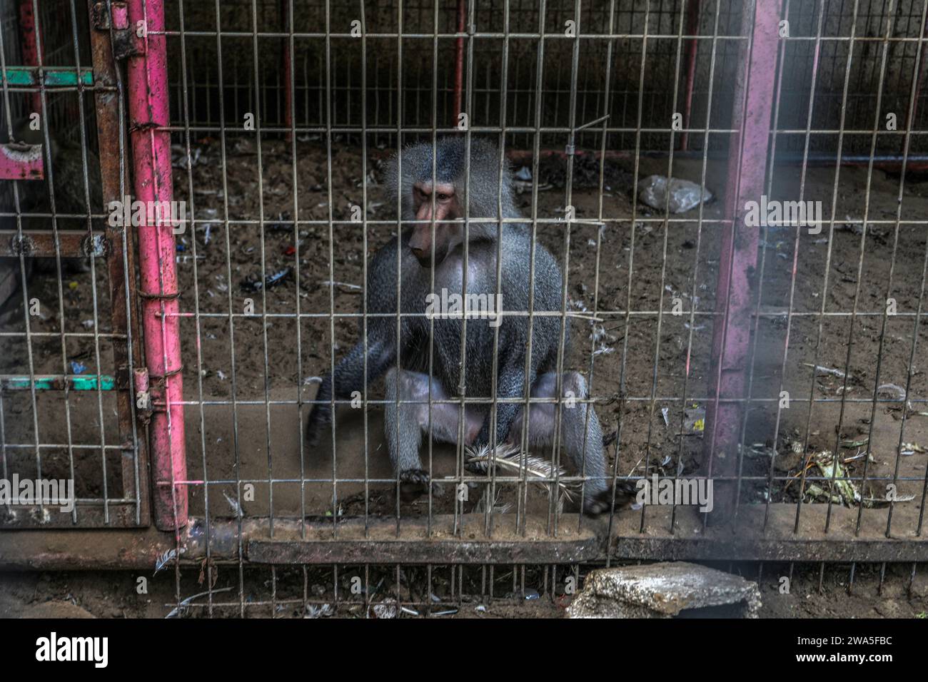 Rafah, Palestinian Territories. 02nd Jan, 2024. A monkey pictured at ...