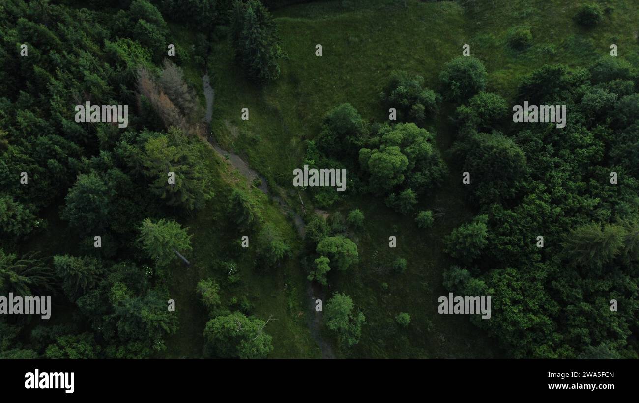 Green rich forest hi-res stock photography and images - Alamy