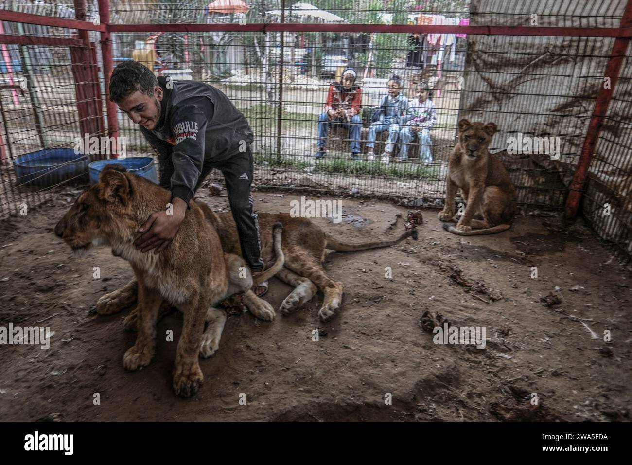 Rafah, Palestinian Territories. 02nd Jan, 2024. A zoo keeper pictured ...