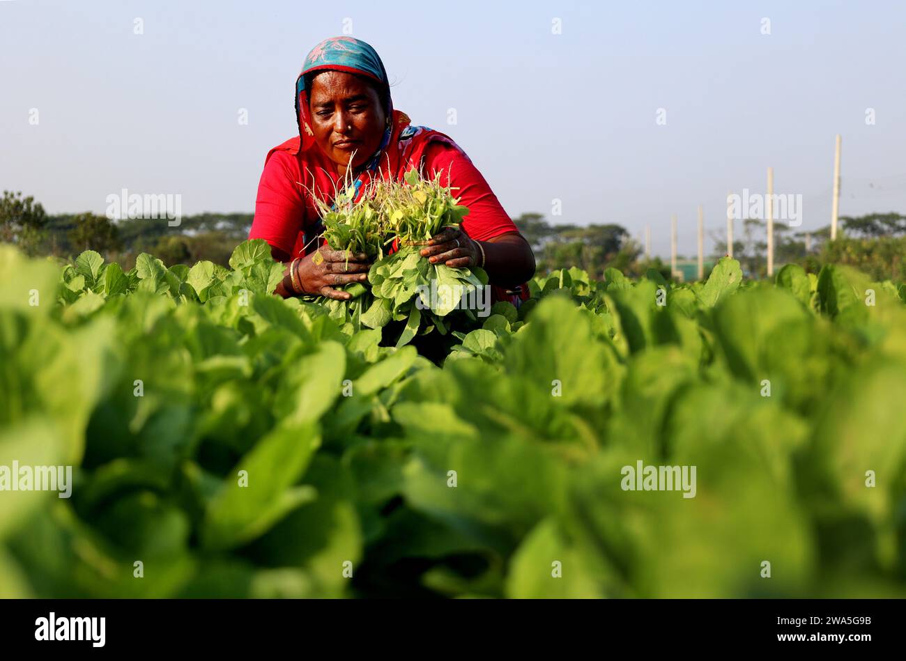 Chittagong, Halishahar, Bangladesh. 2nd Jan, 2024. Mainuddin Molla is ...