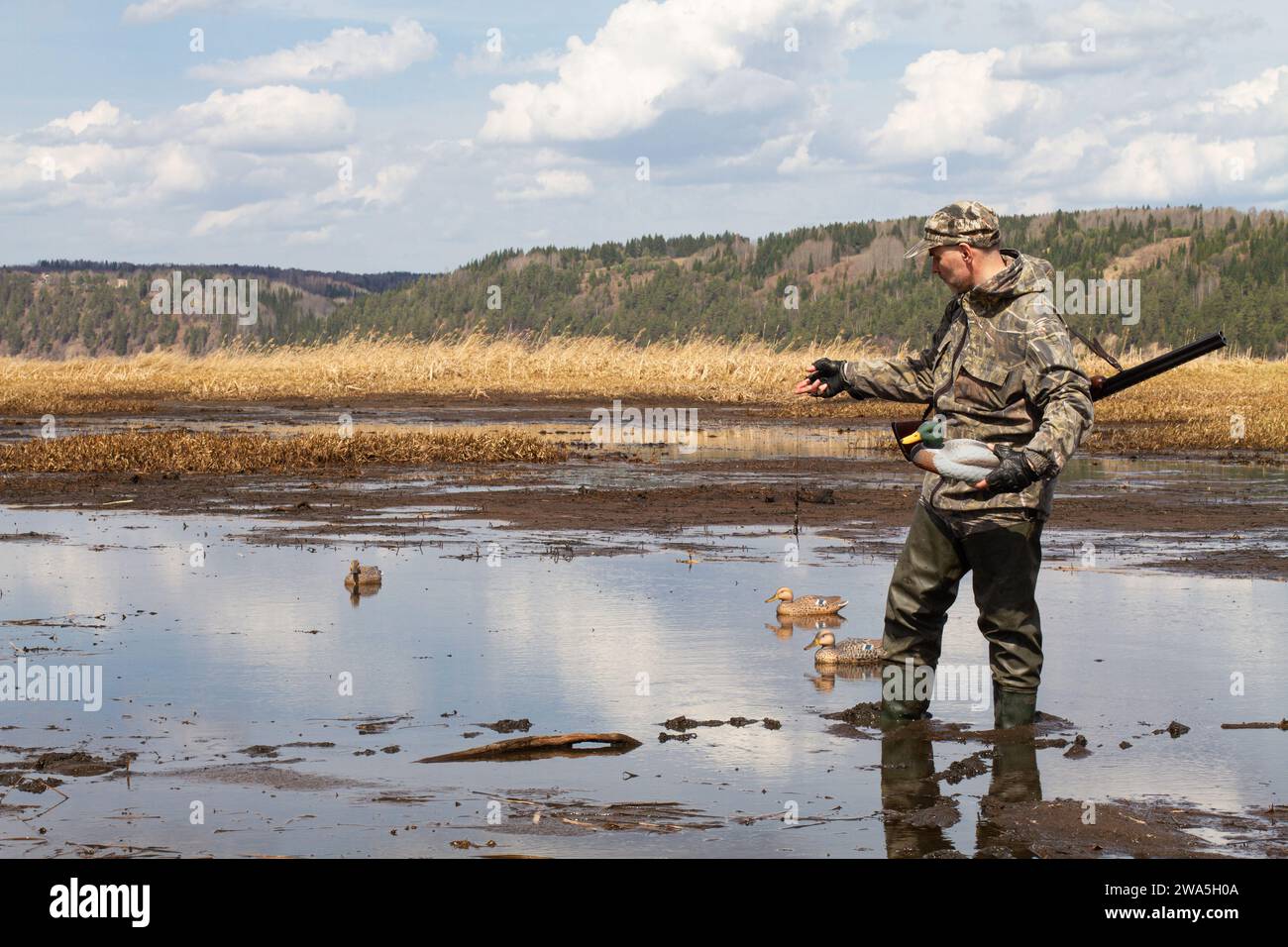 Waterfowler with a duck decoy in his hand is on the muddy shallow water ...