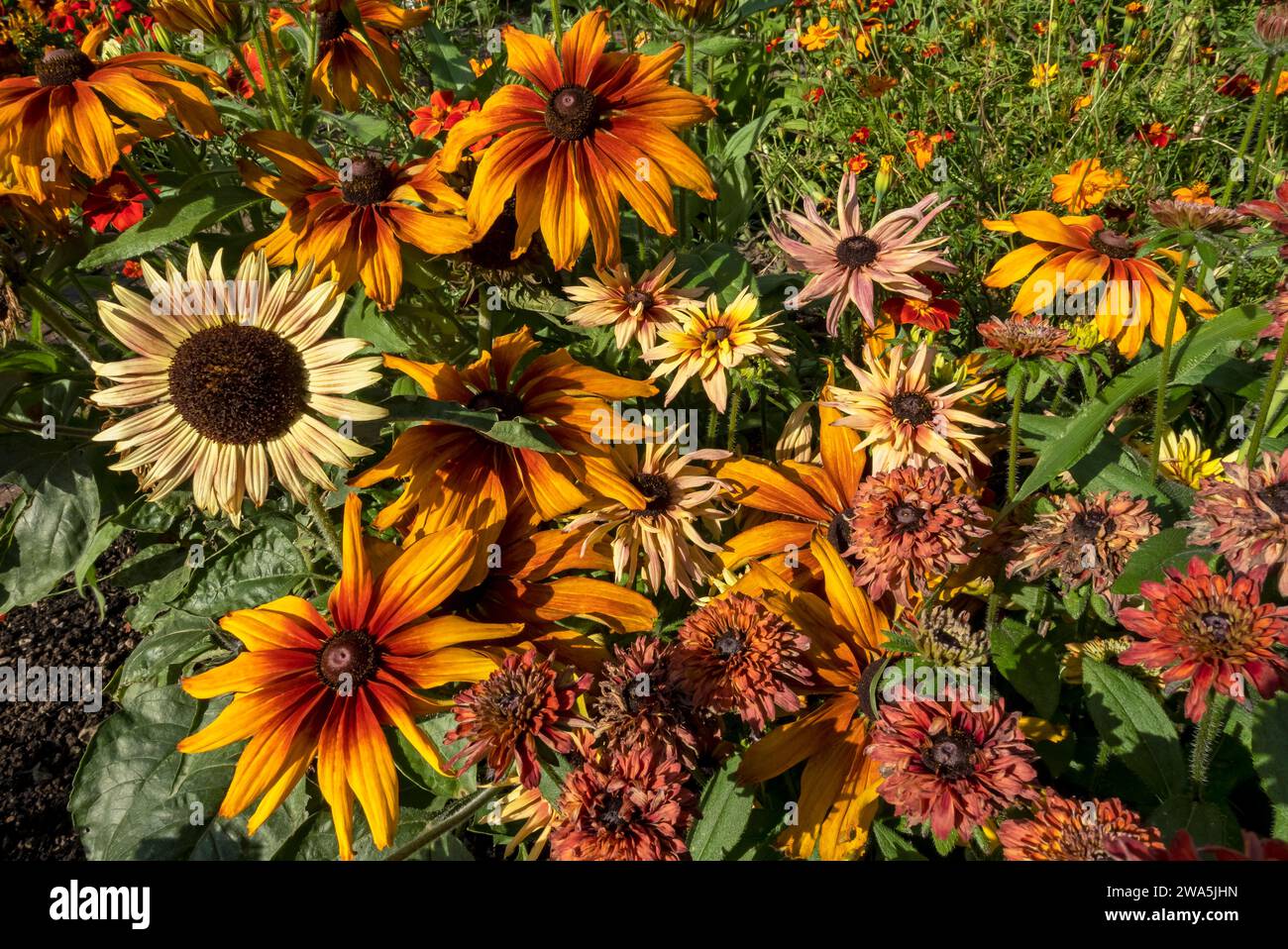 Close up of sunflower and mixed rudbeckia rudbeckias cone flowers ...