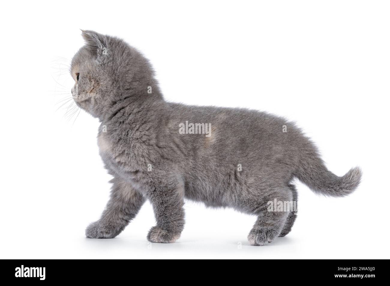 Cute 6 weeks old British Shorthair cat kitten, standing side ways ...