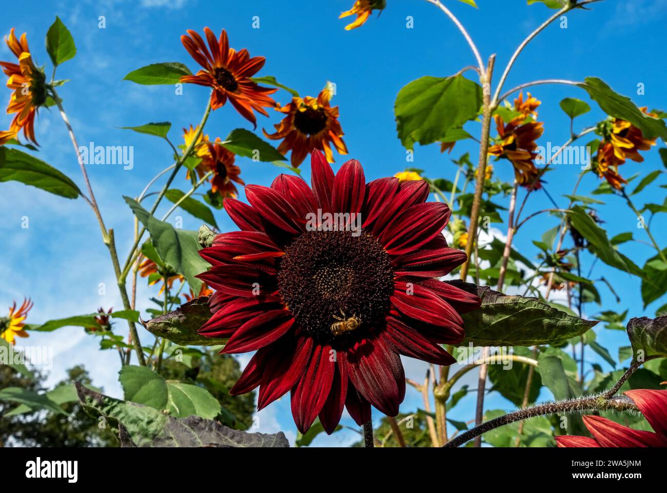 Helianthus kingdom hi-res stock photography and images - Alamy
