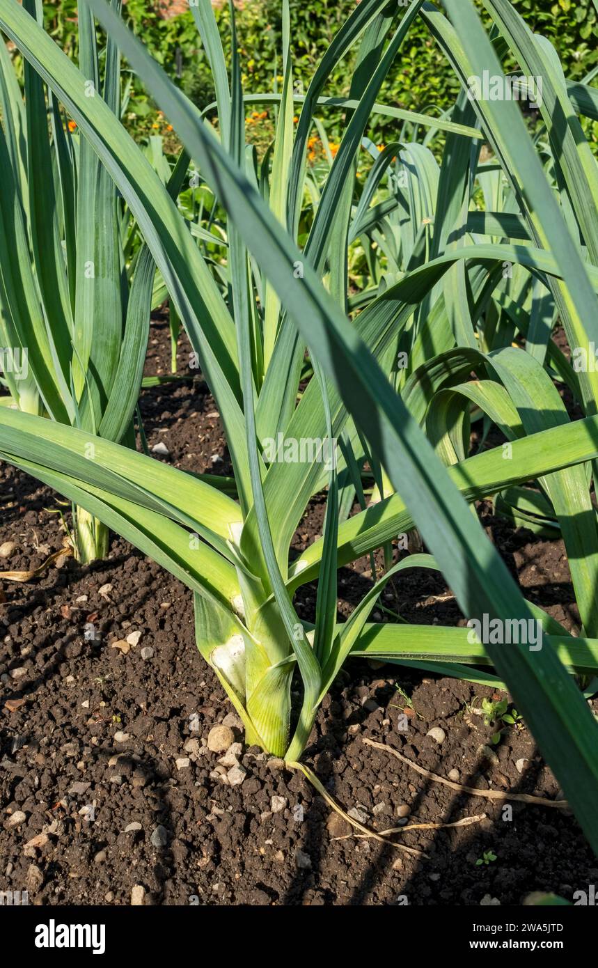 Close up of organic leeks growing on in a vegetable garden plot in ...