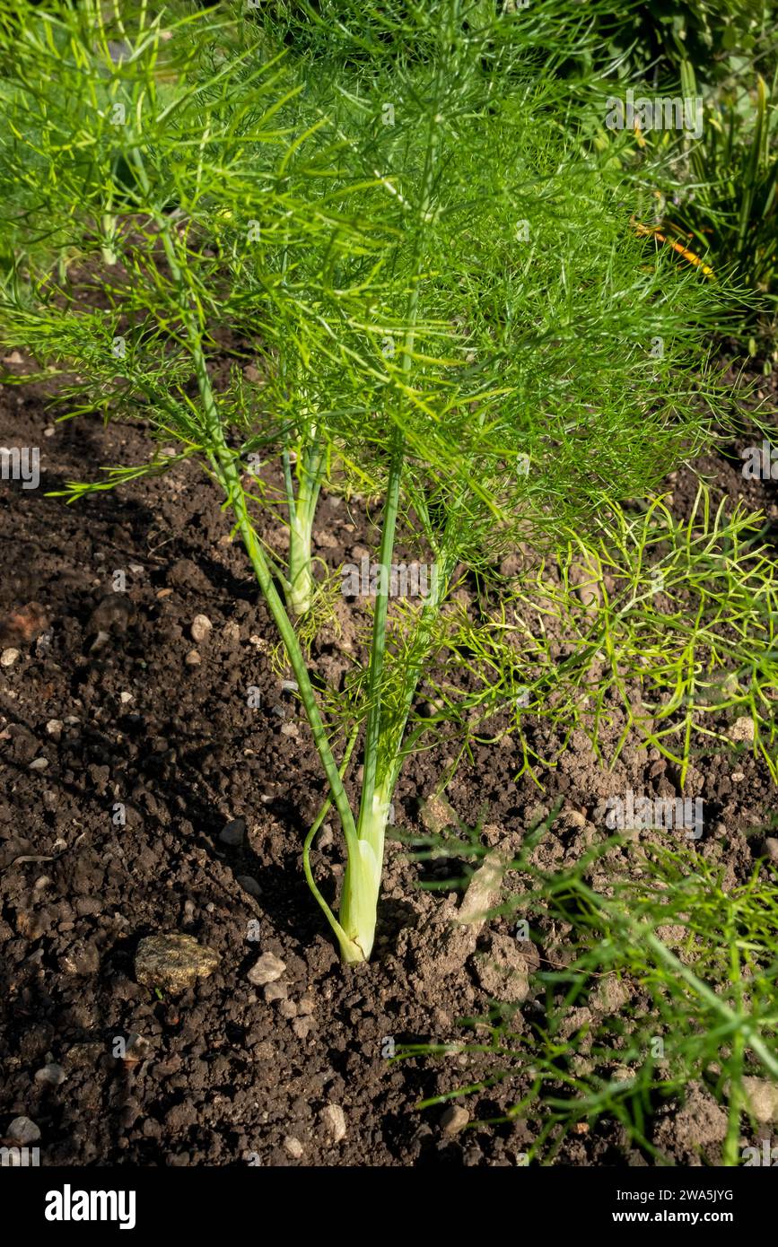 Close up of young fennel plant plants foeniculum vulgare growing in ...