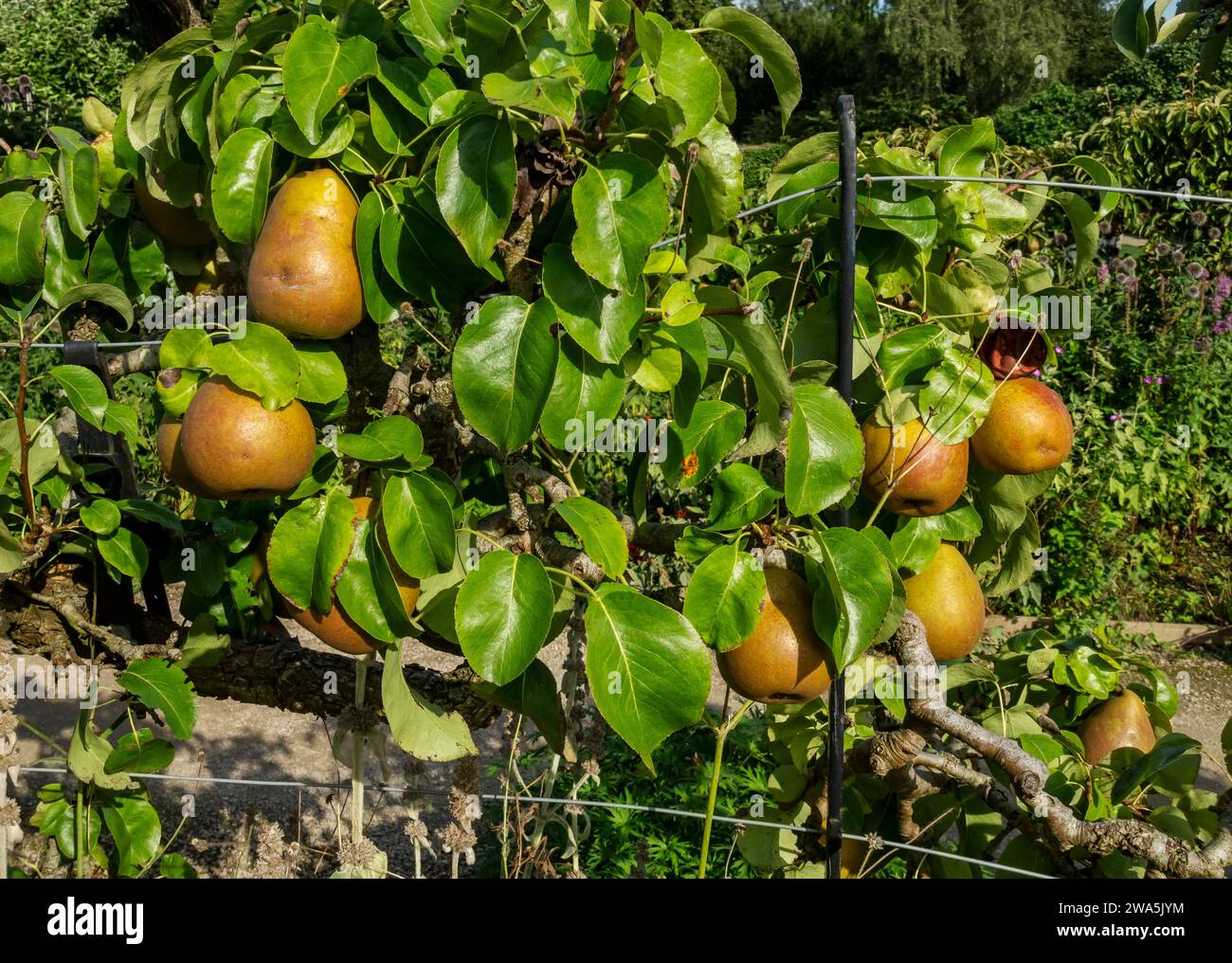 English pears hi-res stock photography and images - Alamy