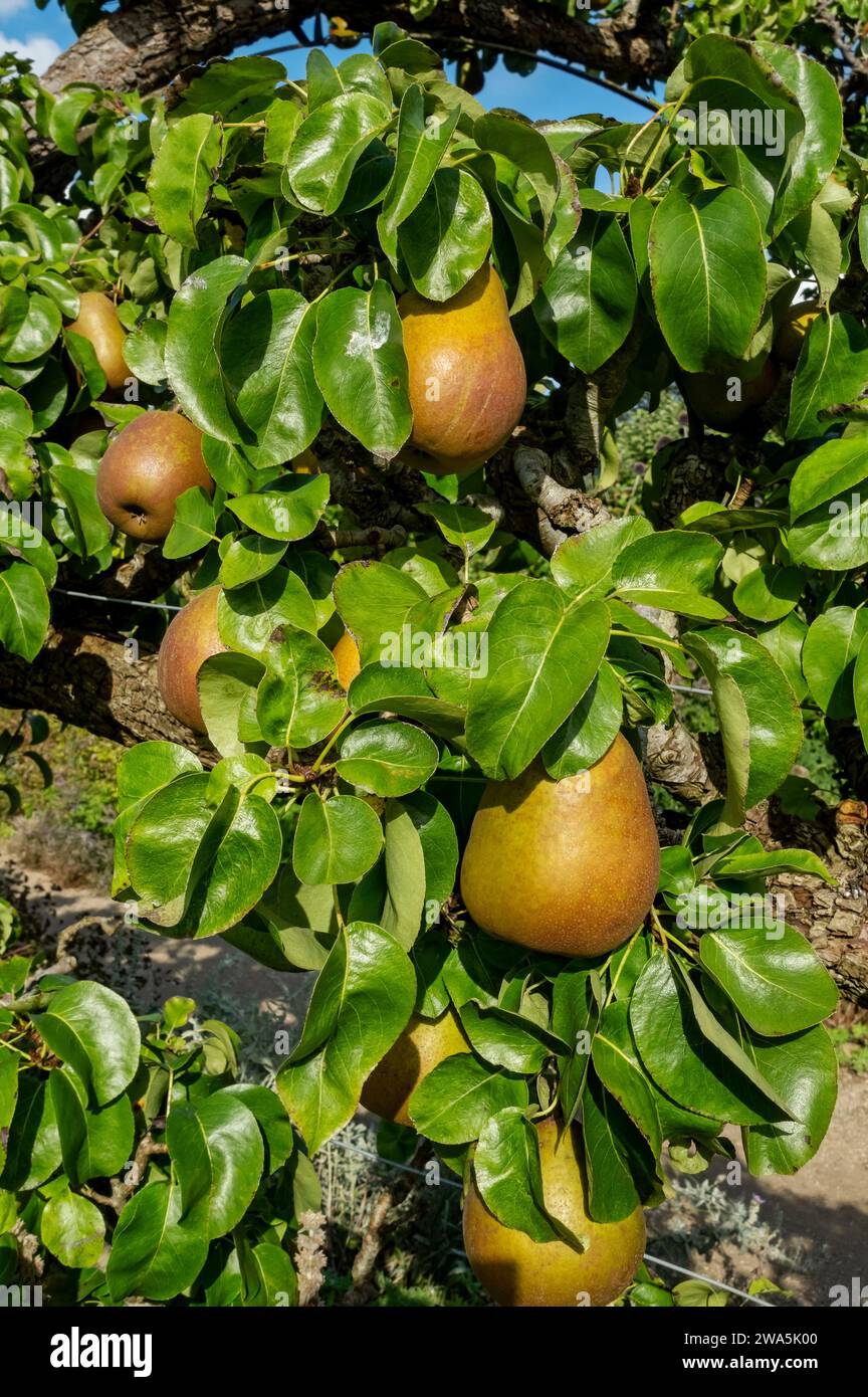 Pear tree garden hi-res stock photography and images - Alamy