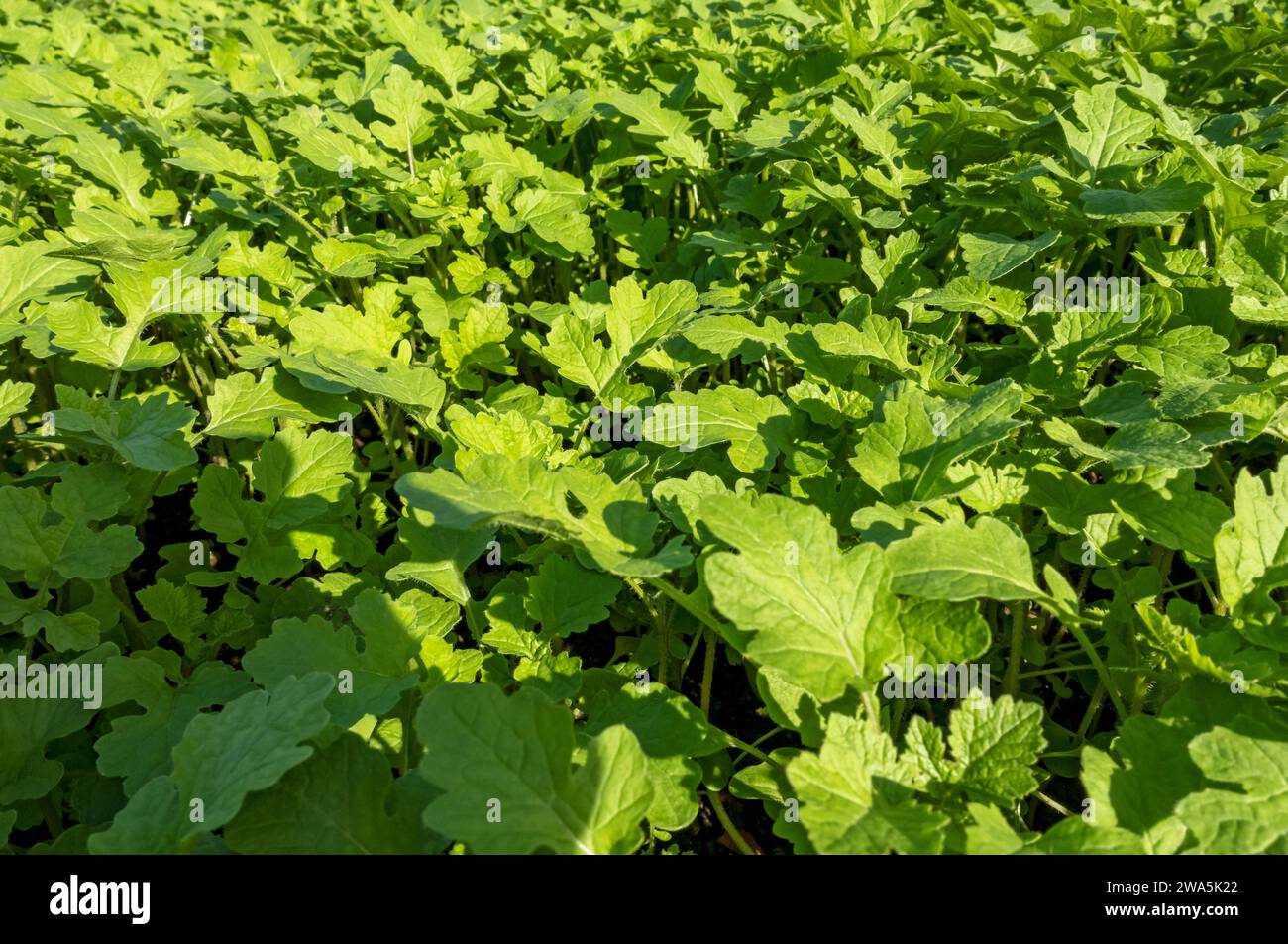 Close up of green manure mustard crop leaves leaf plants plant growing ...