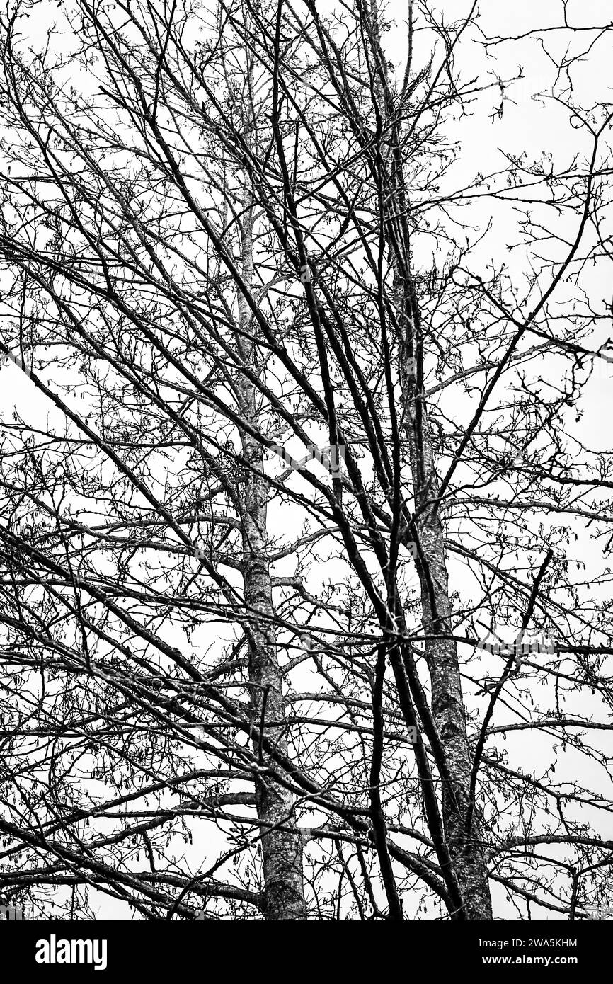 Fall color forest in Black and White Stock Photos & Images - Alamy